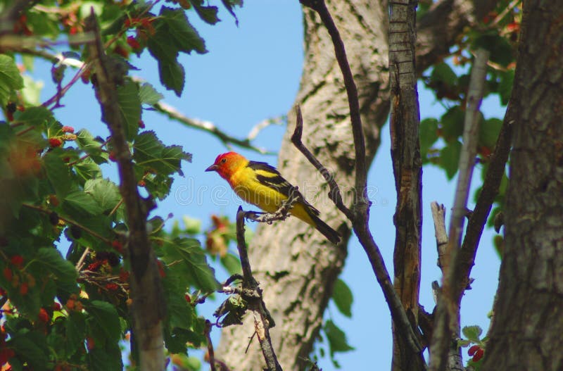 Western Tanager stock photo. Image of bright, yellow, tanager - 5188032