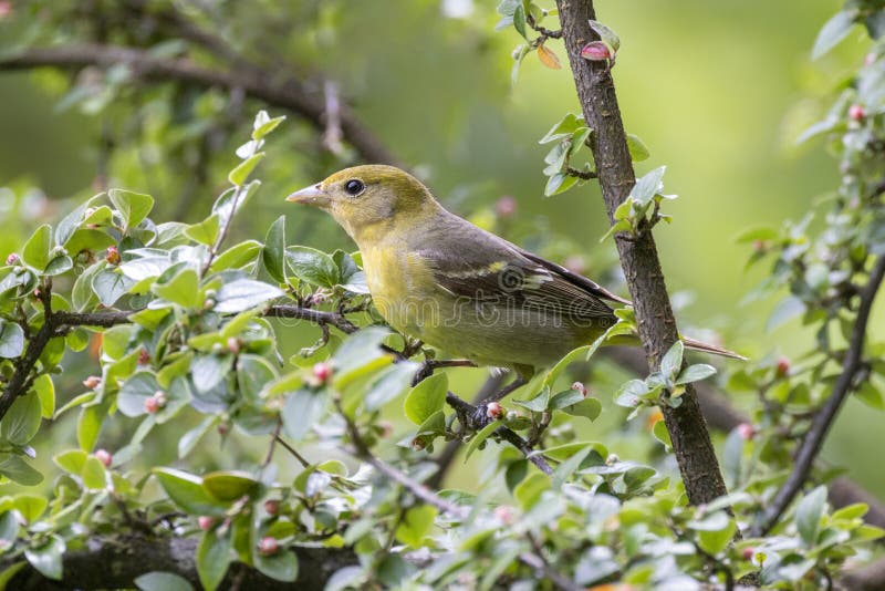 Western tanager bird stock photo. Image of canada, female - 250039416