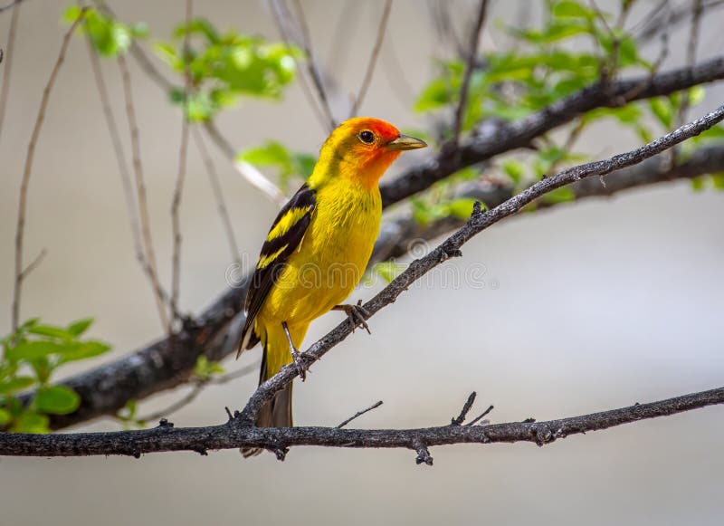Western Tanager in a Front Range Forest Stock Image - Image of western ...