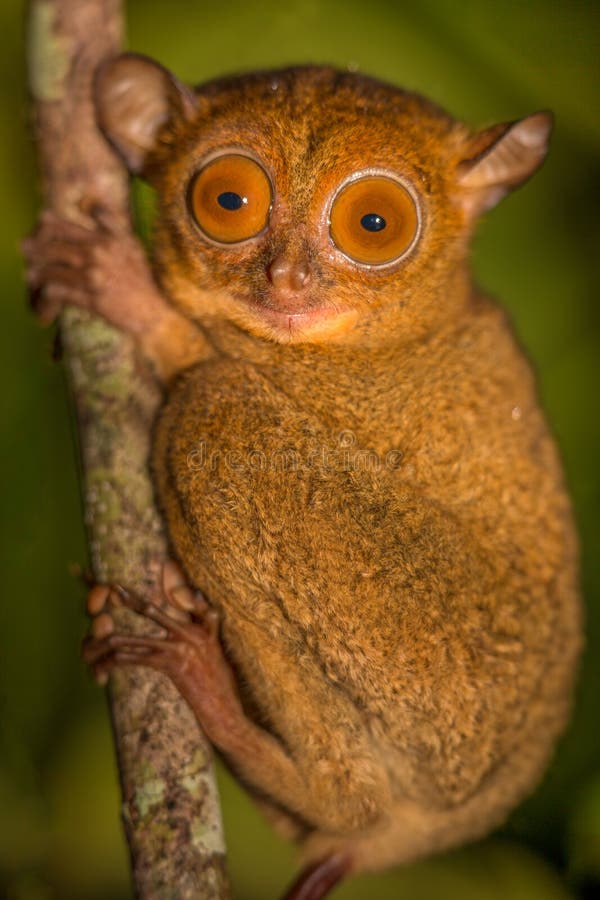 Western Tarsier (Cephalopachus Bancanus) Stock Photo - Image of fauna ...