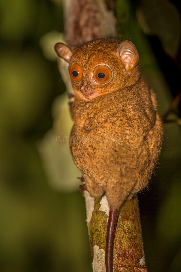 Western Tarsier (Cephalopachus Bancanus) Stock Photo - Image of fauna ...