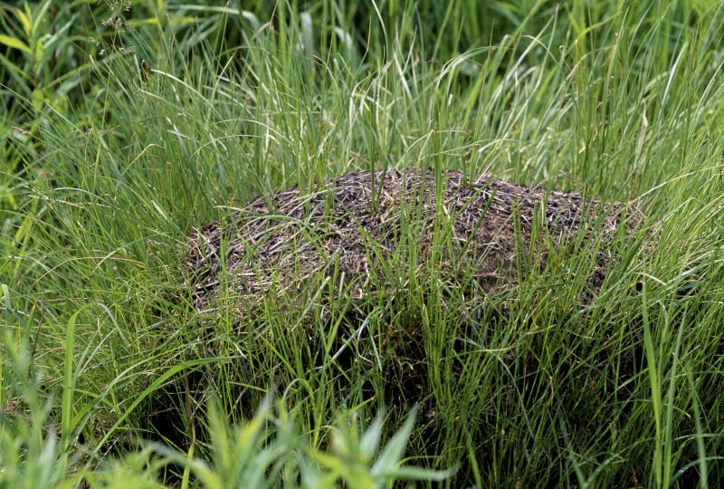 Western Thatching Ants Stock Photos - Free & Royalty-Free Stock Photos ...