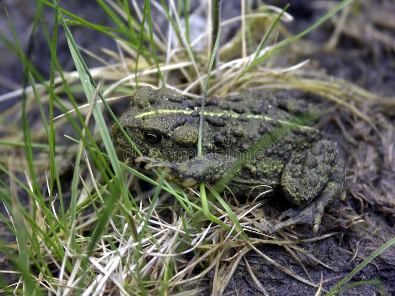 Western Toad stock photo. Image of amphibian, stripe, toads - 140282