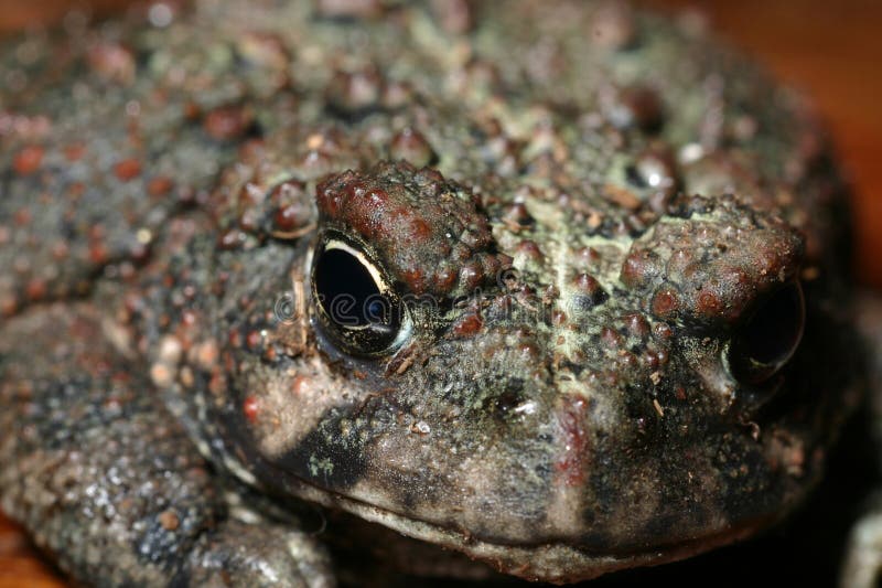 Western Toad (Anaxyrus Boreas) Stock Photo - Image of warts, frog ...