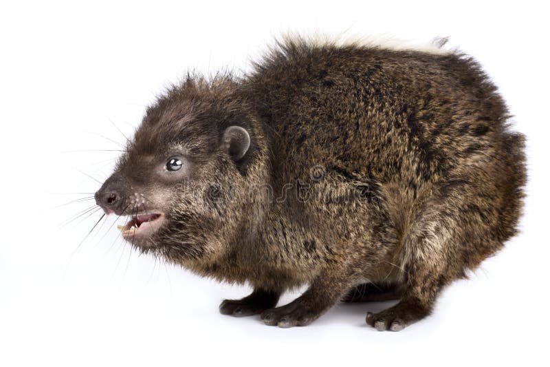 Western Tree Hyrax Dendrohyrax Dorsalis Stock Image - Image of congo ...