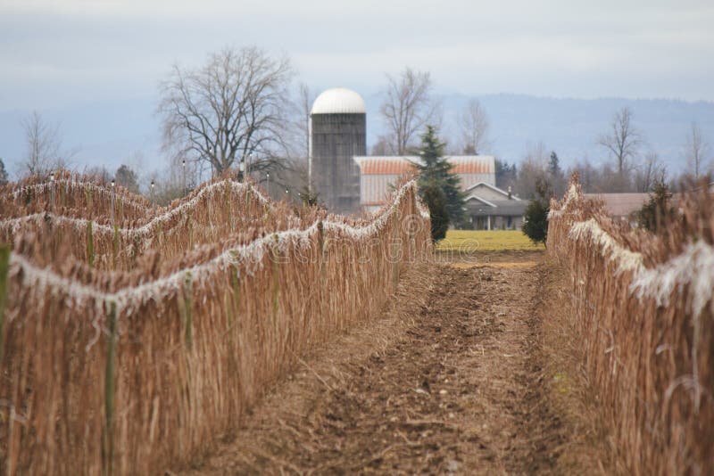Western Washington Raspberry Farm Stock Photo - Image of successful ...