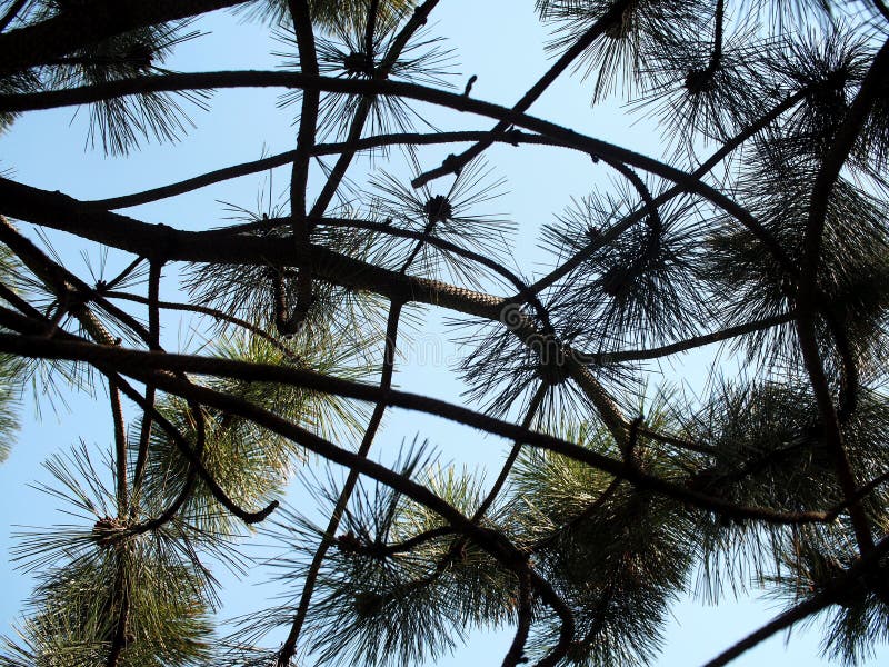 Western White Pine or Pinus Monticola Stock Photo - Image of western ...