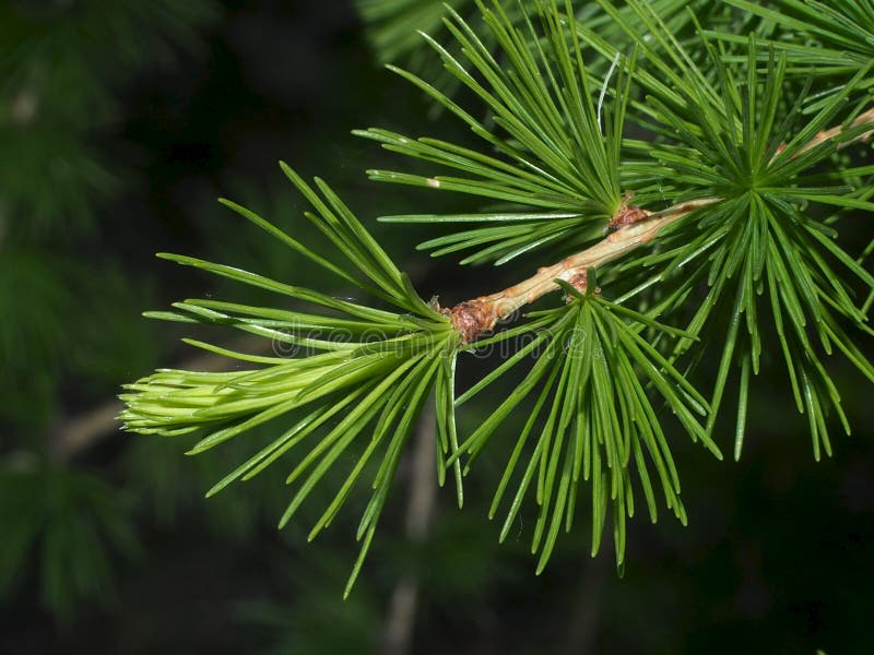 Western White Pine or Pinus Monticola Stock Photo - Image of western ...