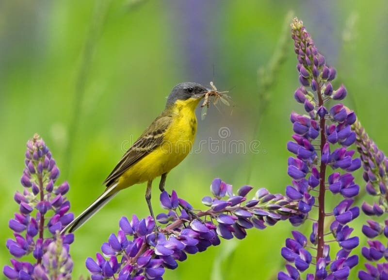 Yellow Wagtail on Fireweed Flower Stock Image - Image of western, bird ...