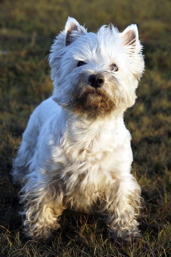 Collection of West Highland White Terrier Photos - Dreamstime ID:10213