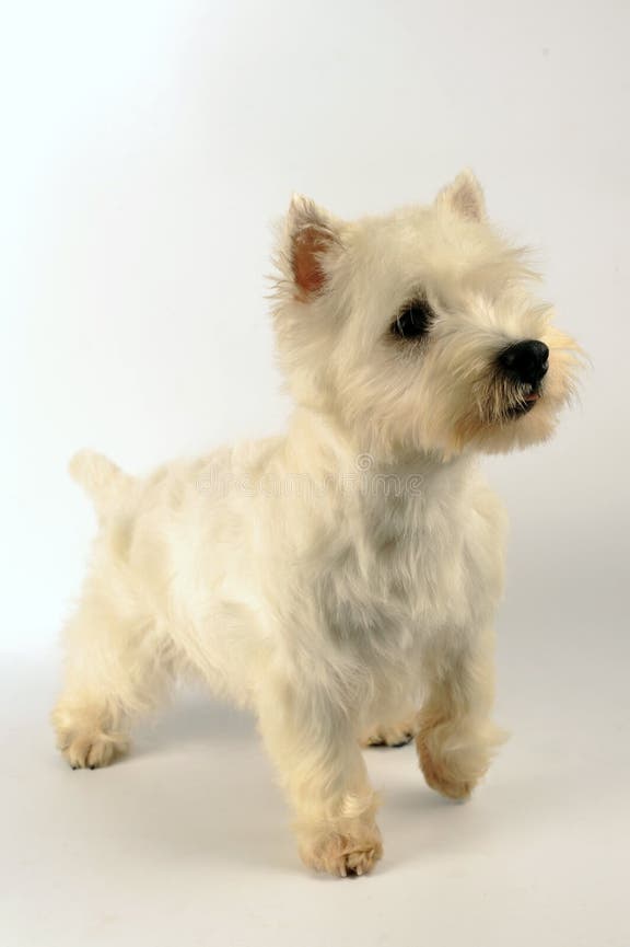 Westie stock image. Image of terrier, dogs, canine, westies - 12962361