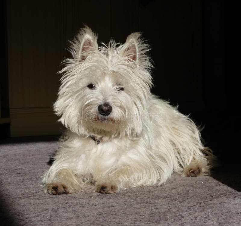 Westie stock photo. Image of closeup, puppy, animal, terrier - 13830758