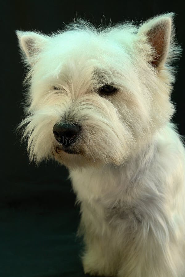 Westies Stock Photos - Free & Royalty-Free Stock Photos from Dreamstime