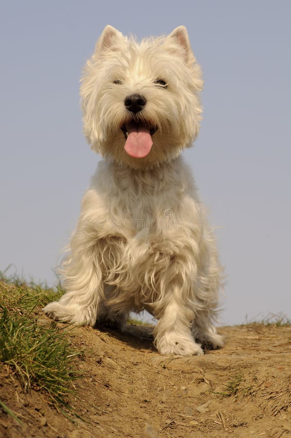 Westie stock image. Image of closeup, breed, highland - 26300737