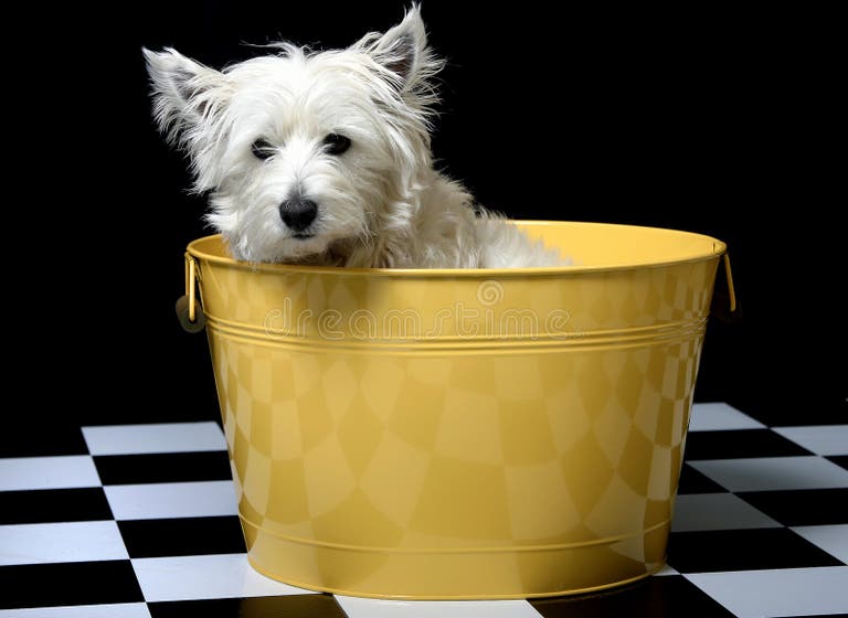 103 Westies Stock Photos - Free & Royalty-Free Stock Photos from Dreamstime