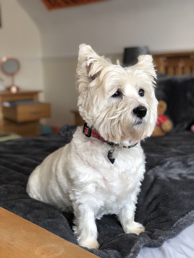 Westie stock image. Image of westie, white, portrait - 118281899