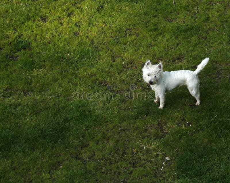 Westie Pup stock image. Image of good, grass, lovely - 42092863