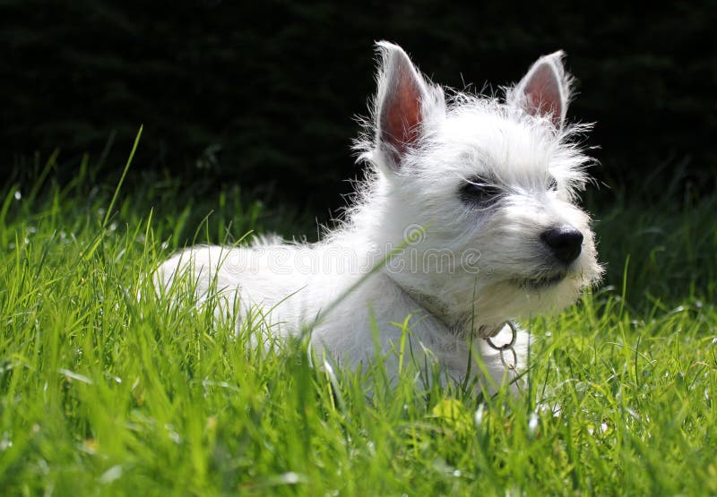 Westie Puppy Sleeping on Grass Stock Photo - Image of sleeping, green ...