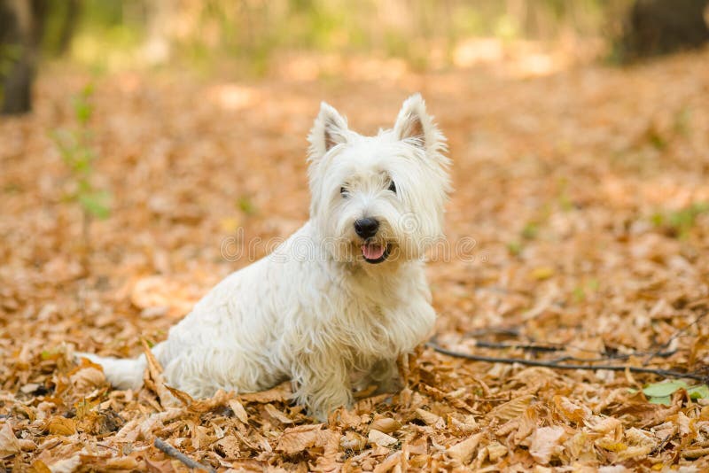 Westie Terrier in Autumn Yellow Leaves Stock Photo - Image of male ...