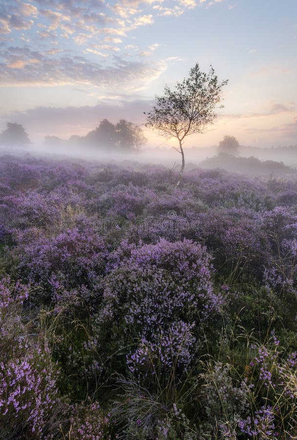 0+ Suffolk westleton Free Stock Photos - StockFreeImages