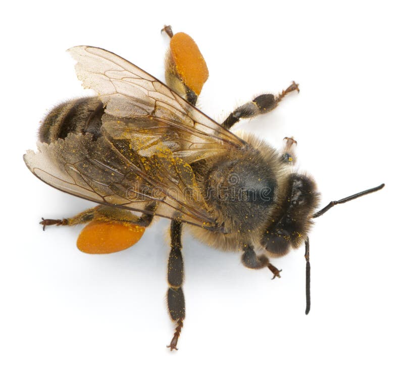 Westliche Honigbiene Oder Europäische Honigbiene, API Stockbild - Bild ...