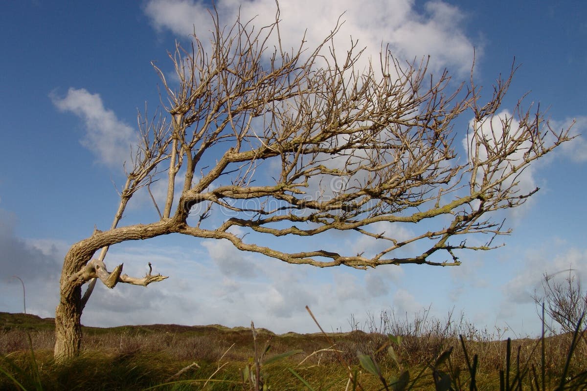 209 Bowed Trees Stock Photos - Free & Royalty-Free Stock Photos from ...