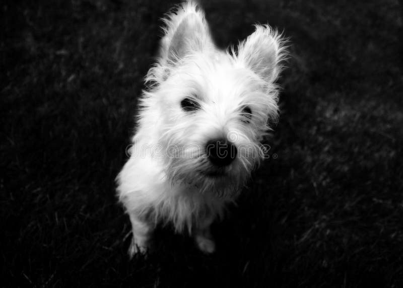 Westy stock image. Image of horizontal, love, isolated - 301803