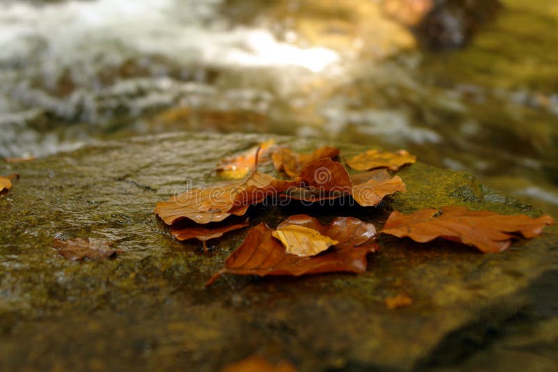 Maple tree stock photo. Image of sunlight, fall, sunlit - 1455762