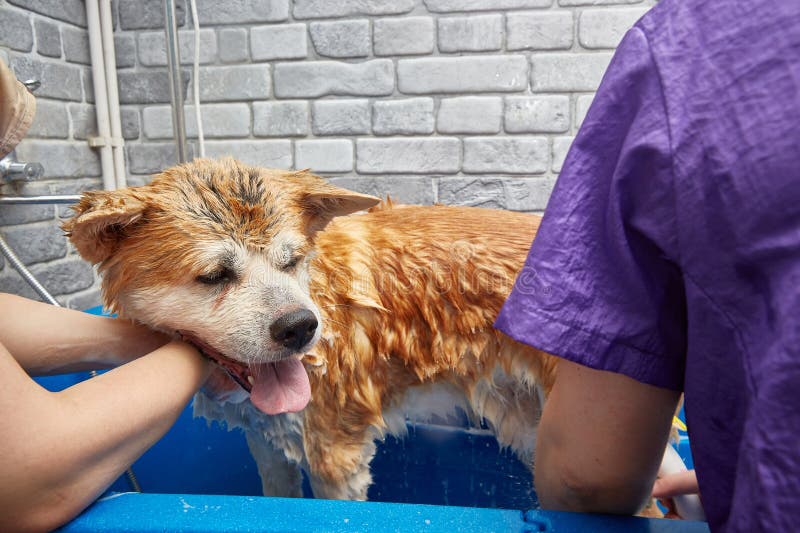 Wet Akita Inu Dog Taking a Shower. Stock Photo - Image of cute, hair ...