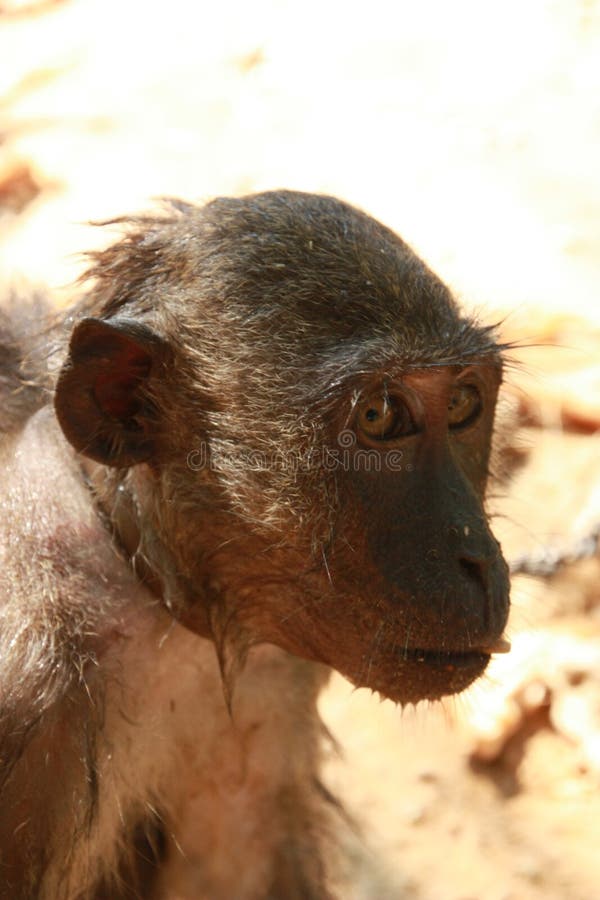 Ape profile stock image. Image of science, plastic, rubber - 40972845