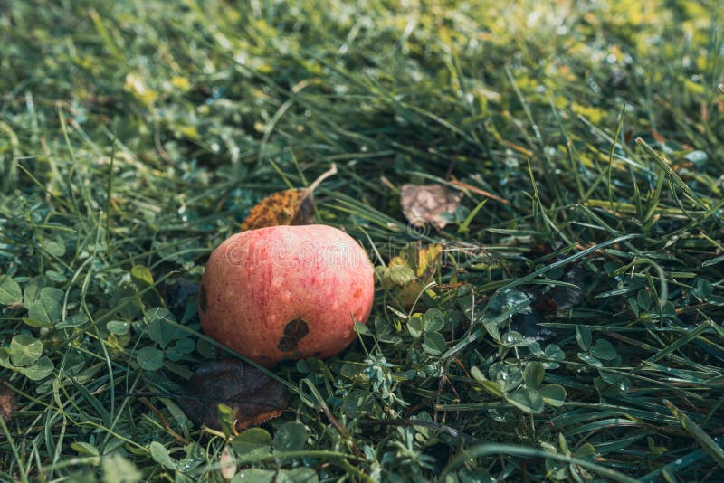 The Wet Apple on the Ground Stock Image - Image of eple, teple: 259210213