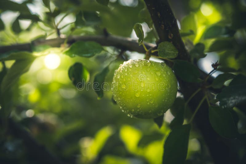 Wet apple stock image. Image of sunlit, colorful, fruit - 80584745