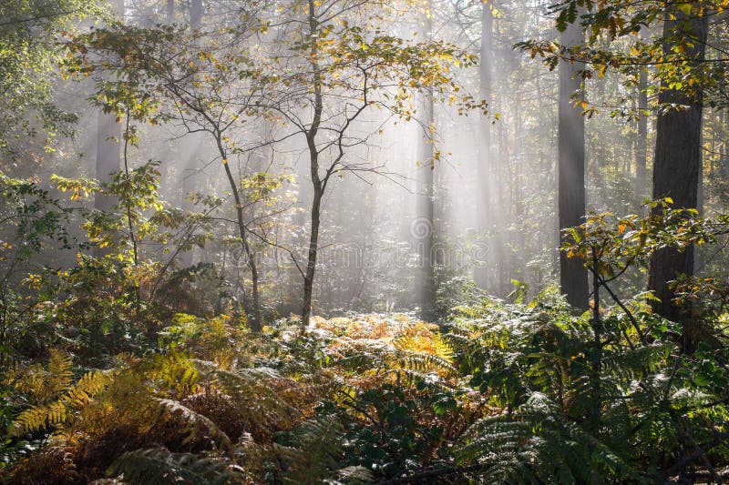 Wet autumn forest with fog stock image. Image of forest - 61591499