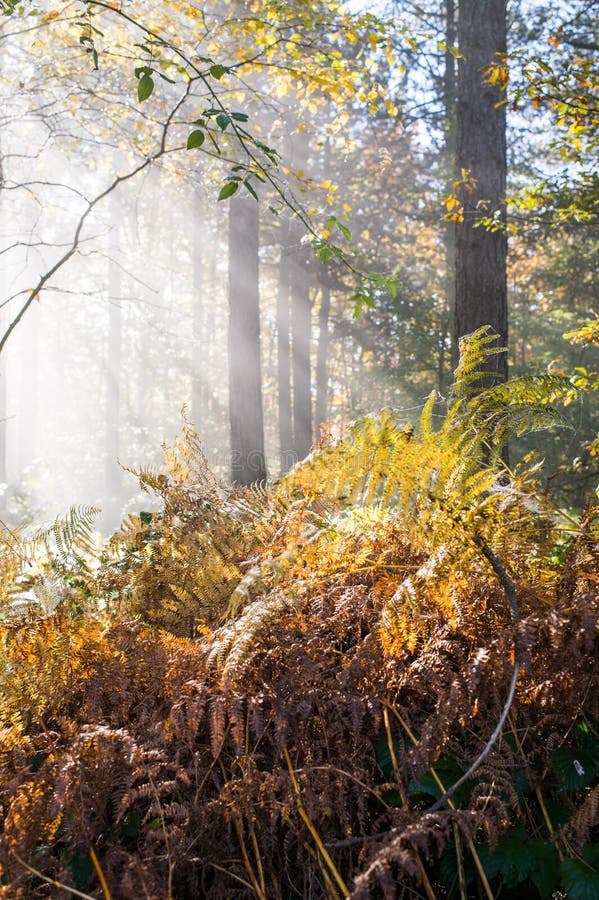 Wet autumn forest with fog stock photo. Image of forest - 61895204