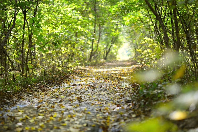 Wet autumn forest road stock photo. Image of nature, road - 27106612