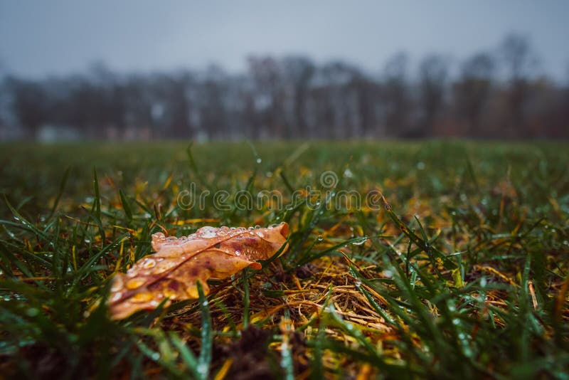 Wet Autumn leaf stock photo. Image of walk, autumnal - 133158310