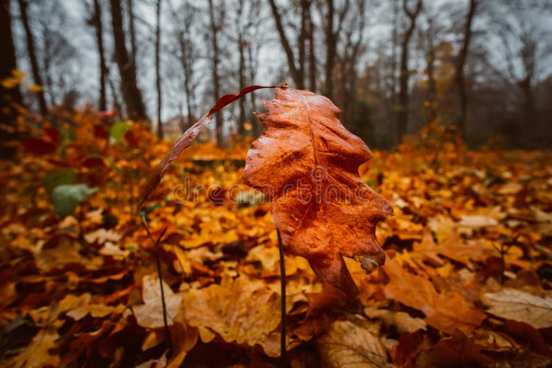Wet Autumn leaf stock photo. Image of autumnal, woods - 133159140