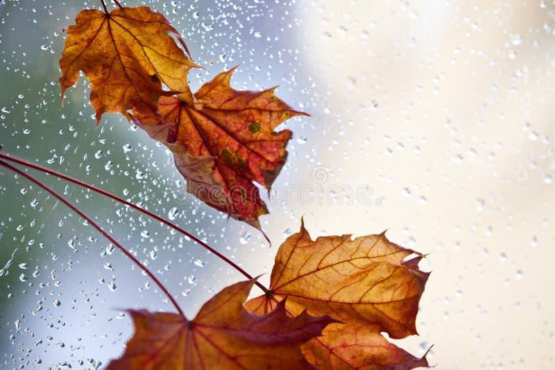 Wet Autumn Leaves stock image. Image of leaf, bright - 17439841