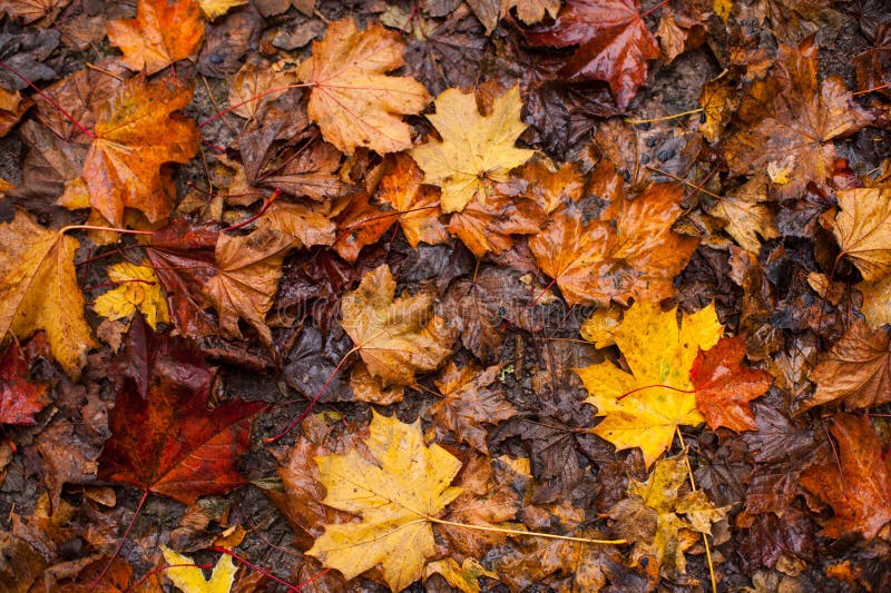 Autumn wet leaves stock photo. Image of close, maple - 84302182