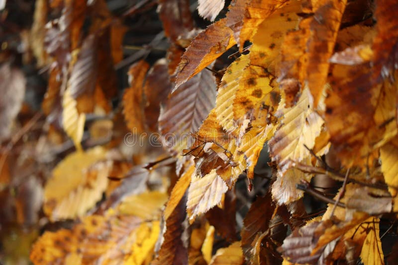 Wet Autumn Leaves Greet the Morning Light Stock Photo - Image of leaves ...
