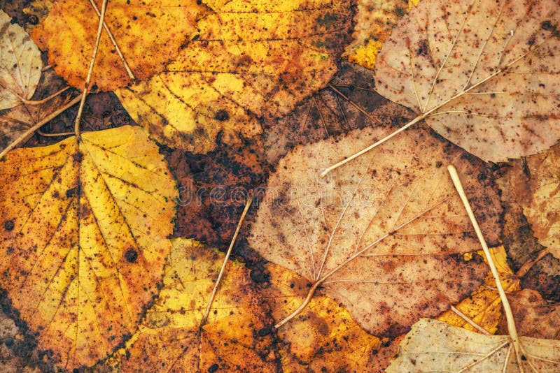 Wet Autumn Leaves on the Ground As Background Stock Photo - Image of ...
