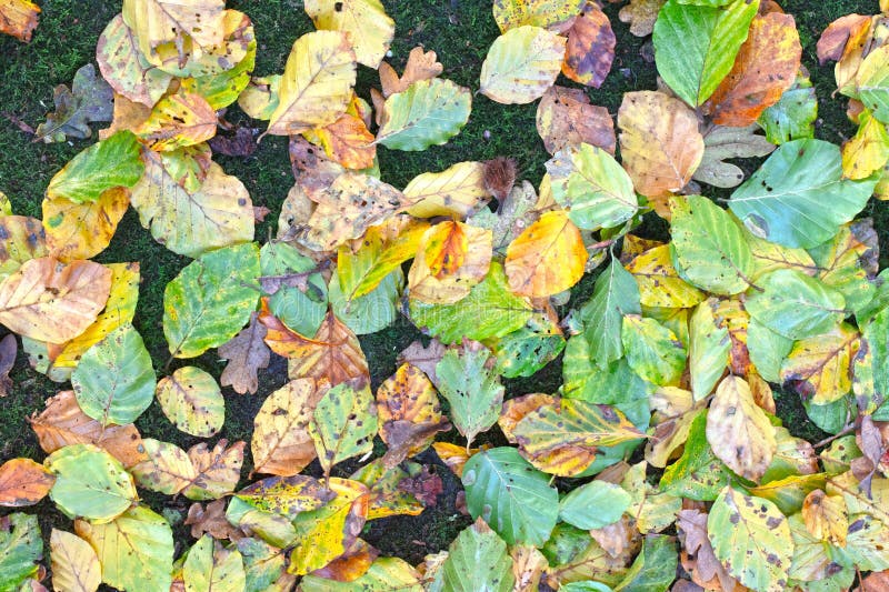 Wet Autumn Leaves on Ground, Nature Background Stock Image - Image of ...