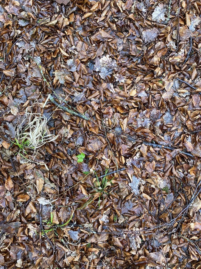 Wet Autumn Leaves on the Ground after Rain Stock Photo - Image of ...