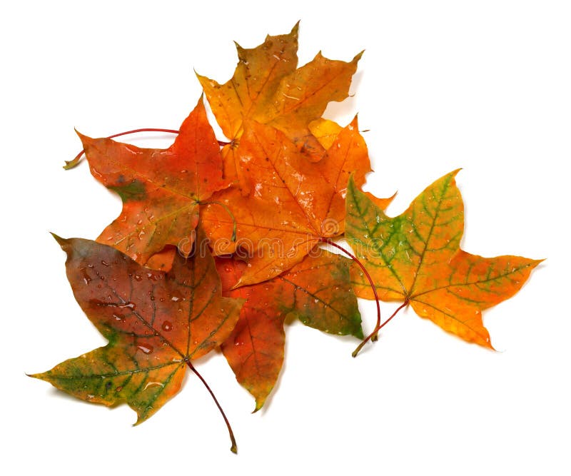 Wet Autumn Multicolor Maple-leafs with Water Drops Stock Photo - Image ...