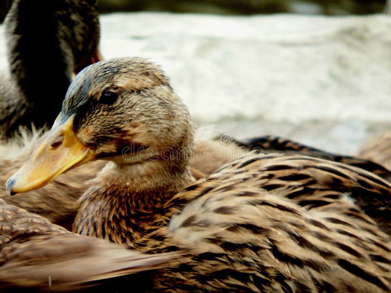 Wet back stock image. Image of beak, back, feathers, duck - 94392805