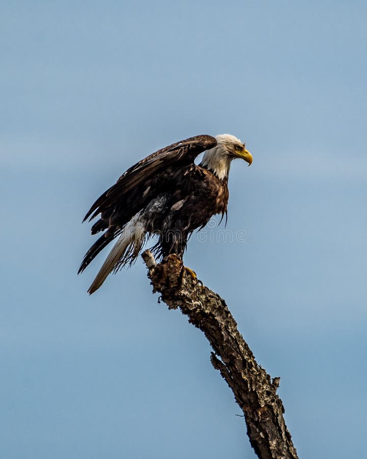 Wet Bald Eagle Perched on Dead Tree Stock Image - Image of wings ...