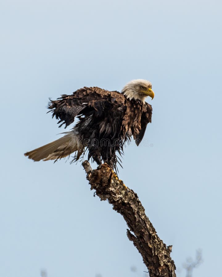 Wet Bald Eagle Perched on Dead Tree Stock Image - Image of perch, power ...