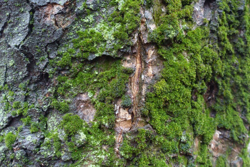 Wet Bark Covered with Moss and Lichen Stock Image - Image of grey ...