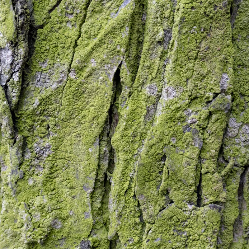 Wet Bark in Harmonic Structure Stock Image - Image of surface, nature ...