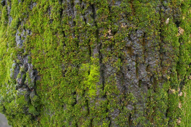 Wet Bark of Linden Covered with Green Moss Stock Photo - Image of rough ...